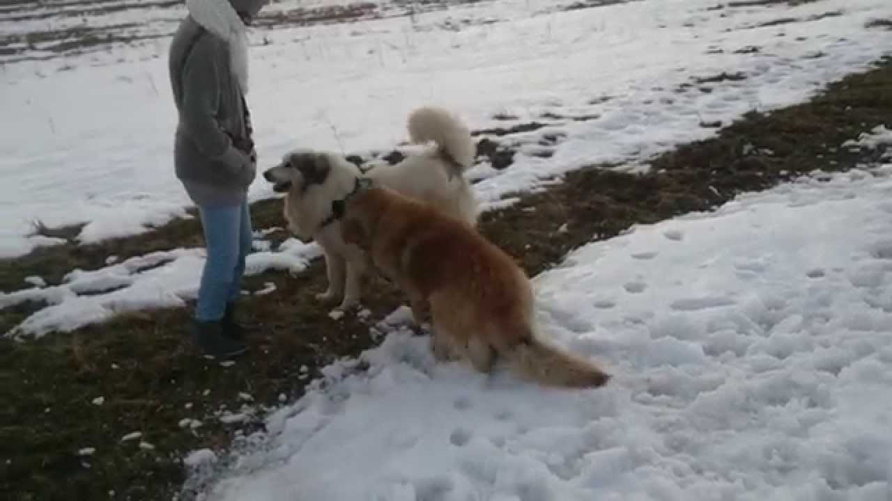 Great pyrenees playing with Leonberger - YouTube