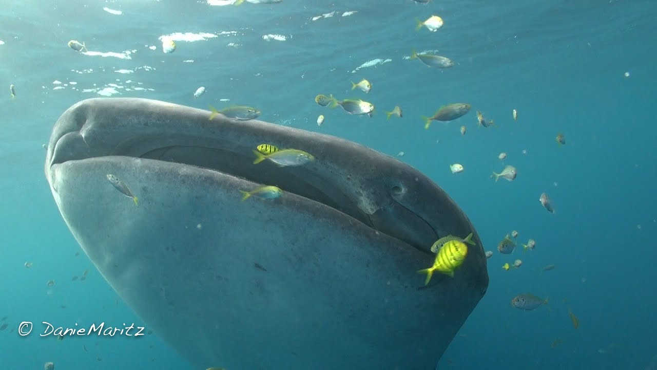 Cenderawasih Bay, Whale-sharks at the bagans of Kwatisore - YouTube