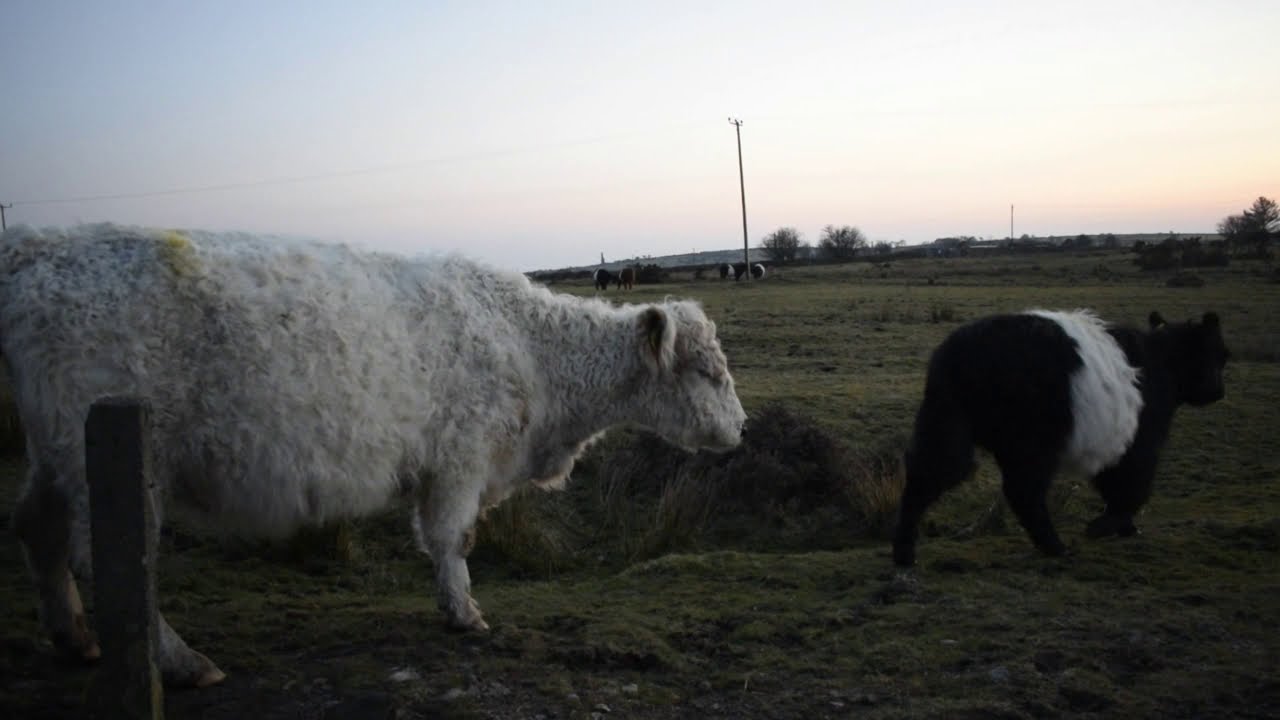 Push, pushpush yeah! - YouTube