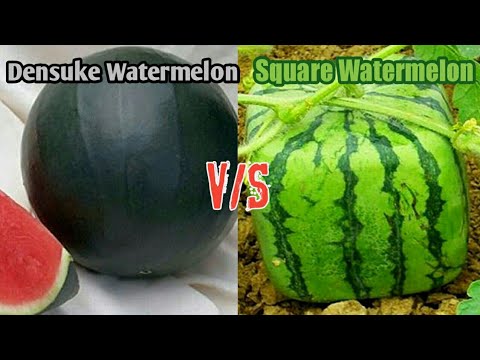 World's most expensive and rare watermelons||Densuke V/S Square Watermelon - YouTube