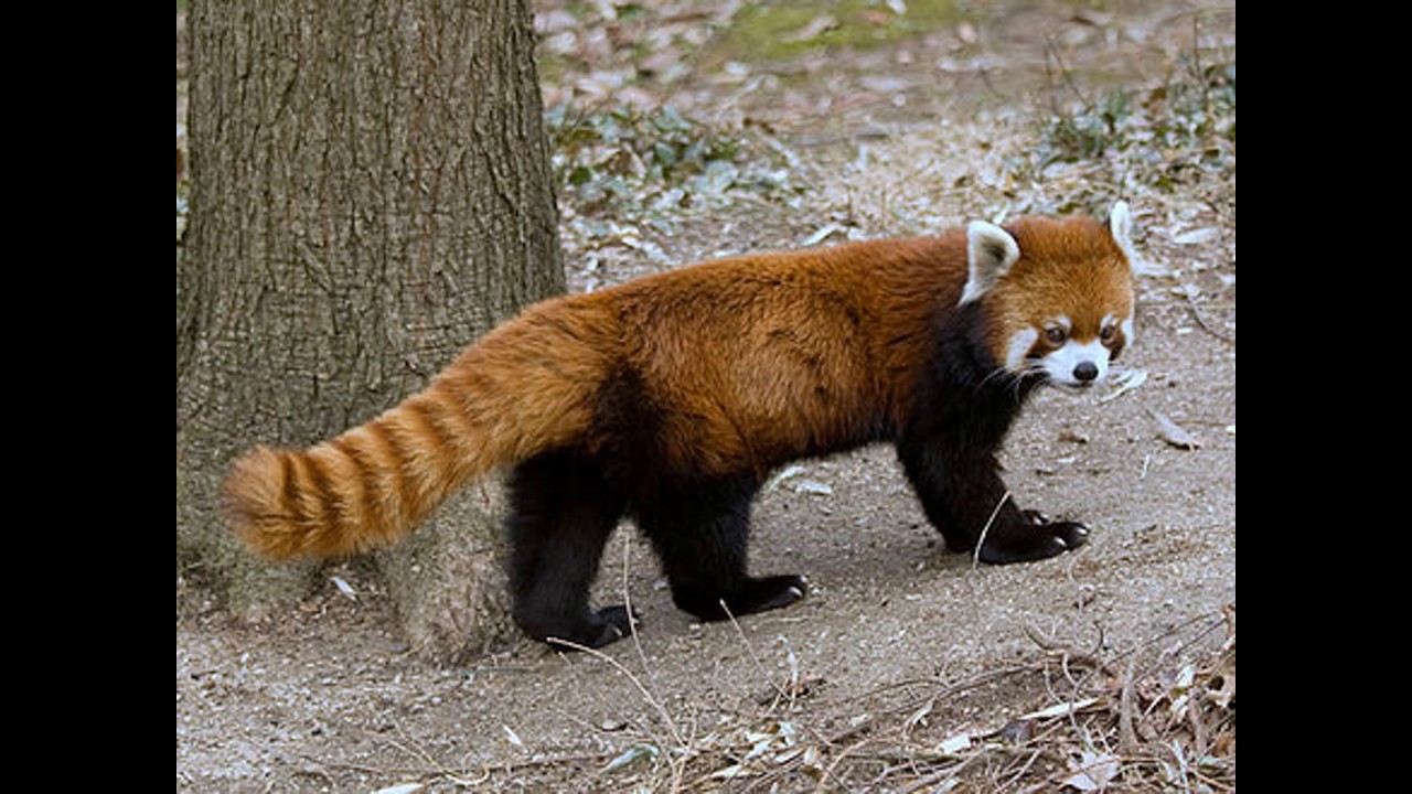 Shtatë llojet e kafshëve që janë në zhdukje ??? - YouTube