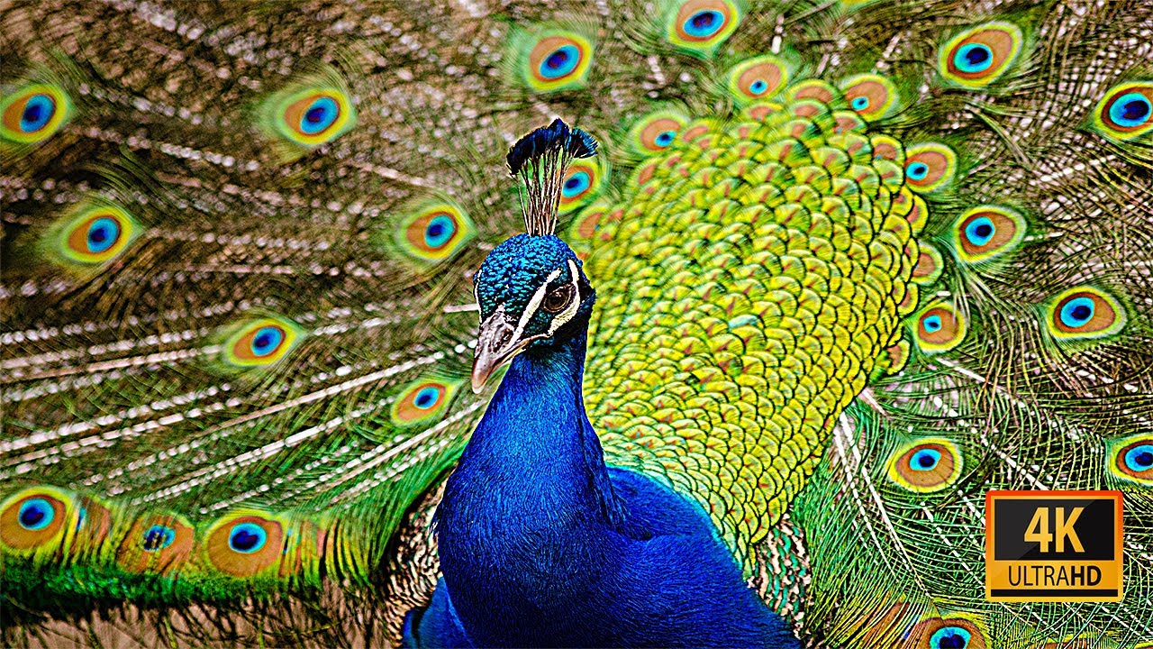 Dance of Peacock & Display - Peacocks Opening Feathers Sound – Bird ...