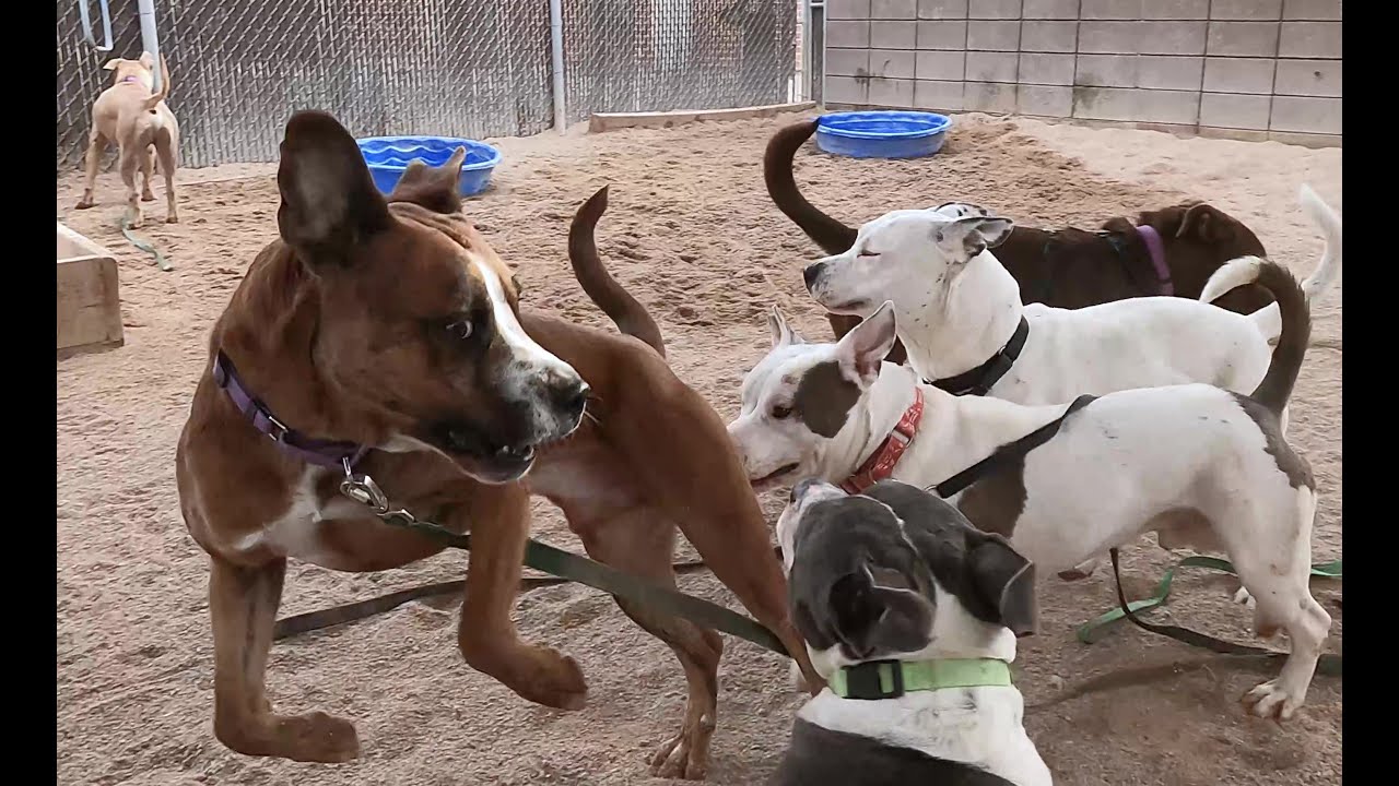 Dogs playing for dogs to watch: Episode 9 - YouTube