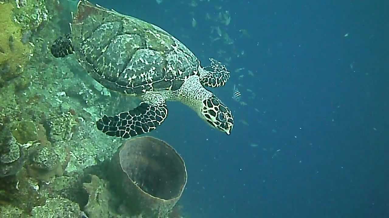 Turtle in Dominica taken with the SeaLife DC1400 underwater camera ...