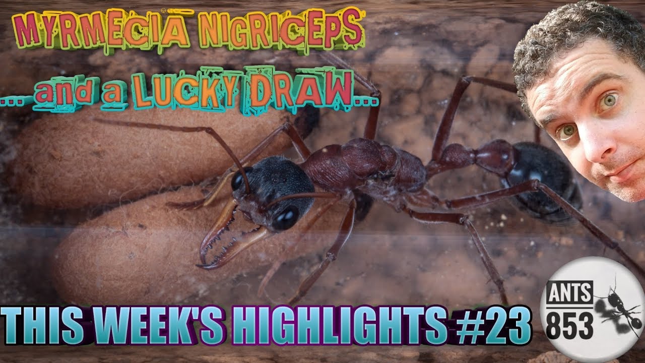 Myrmecia Nigriceps and a LUCKY DRAW | This Week's Highlights #23 - YouTube