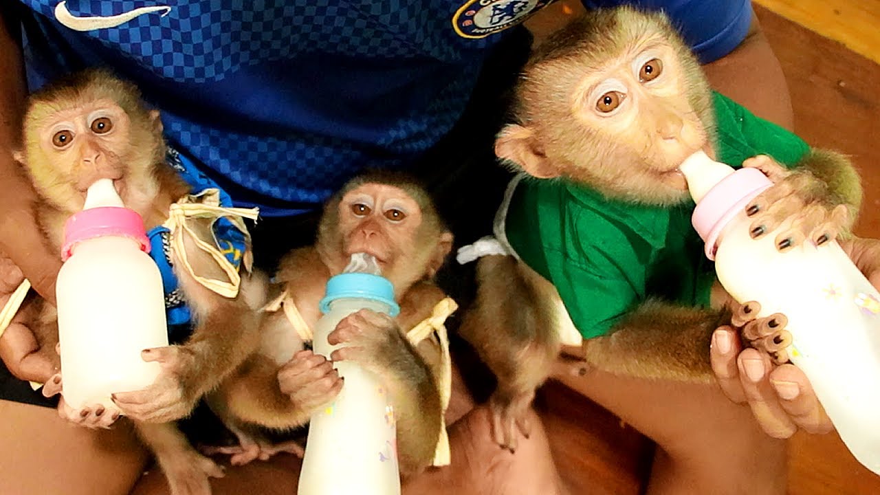 Lyly Boki And Johny Milk Challenge| Lovely 3 Monkeys Enjoy Big Bottle ...