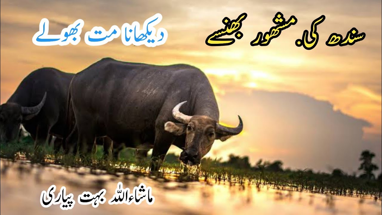 sindhi #buffalo - YouTube
