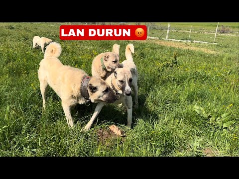 EYVAH Kİ NE EYVAH İKİSİ BİR OLUP TEK KÖPEĞE ÇÖKECEKLER TEK KALANDA CESARET VARMIŞ