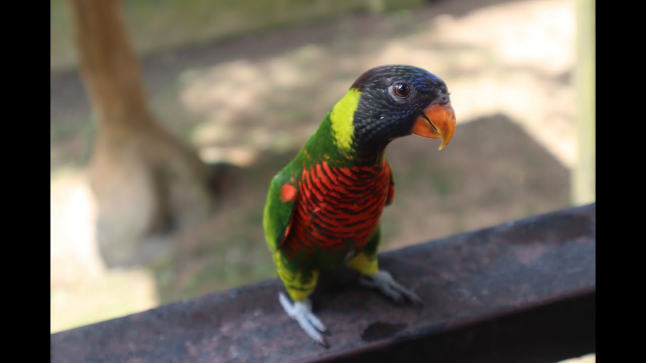 KUALA LUMPUR'S BIRD PARK! | AMAZING NIGHTLIFE - YouTube