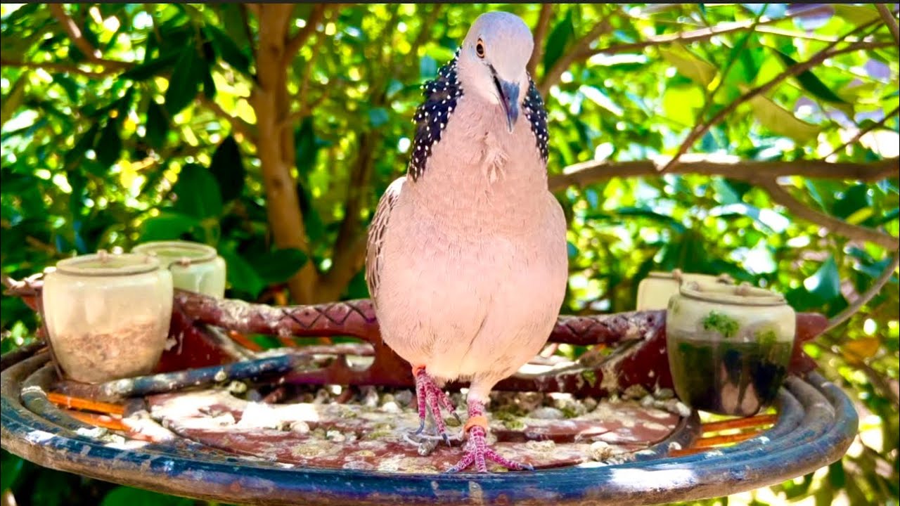 Dove Animal, Dove singing Sound so lovely. Dove animal my beloved pet ...