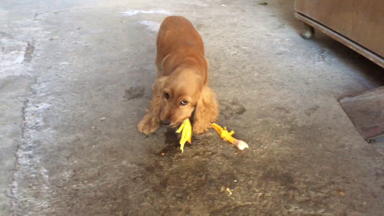 Bono the Adorable Cocker Spaniel Eats Chicken Feet - YouTube
