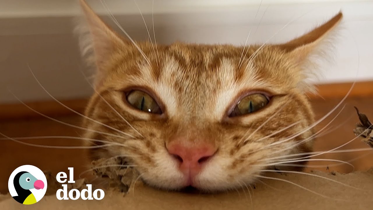 Gato está obsesionado con masticar cartón | Cat Crazy | El Dodo - YouTube