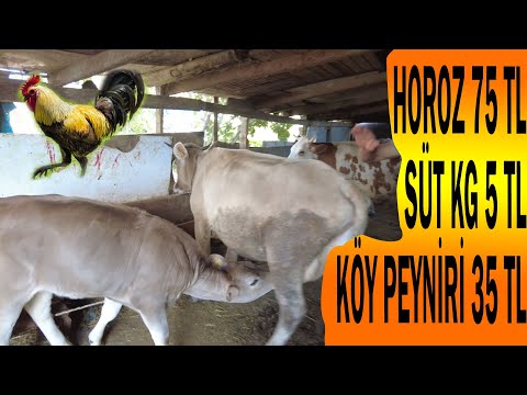 HOROZ KESİM İÇİNDE 75 TL İNEK SÜTÜ 5 TL