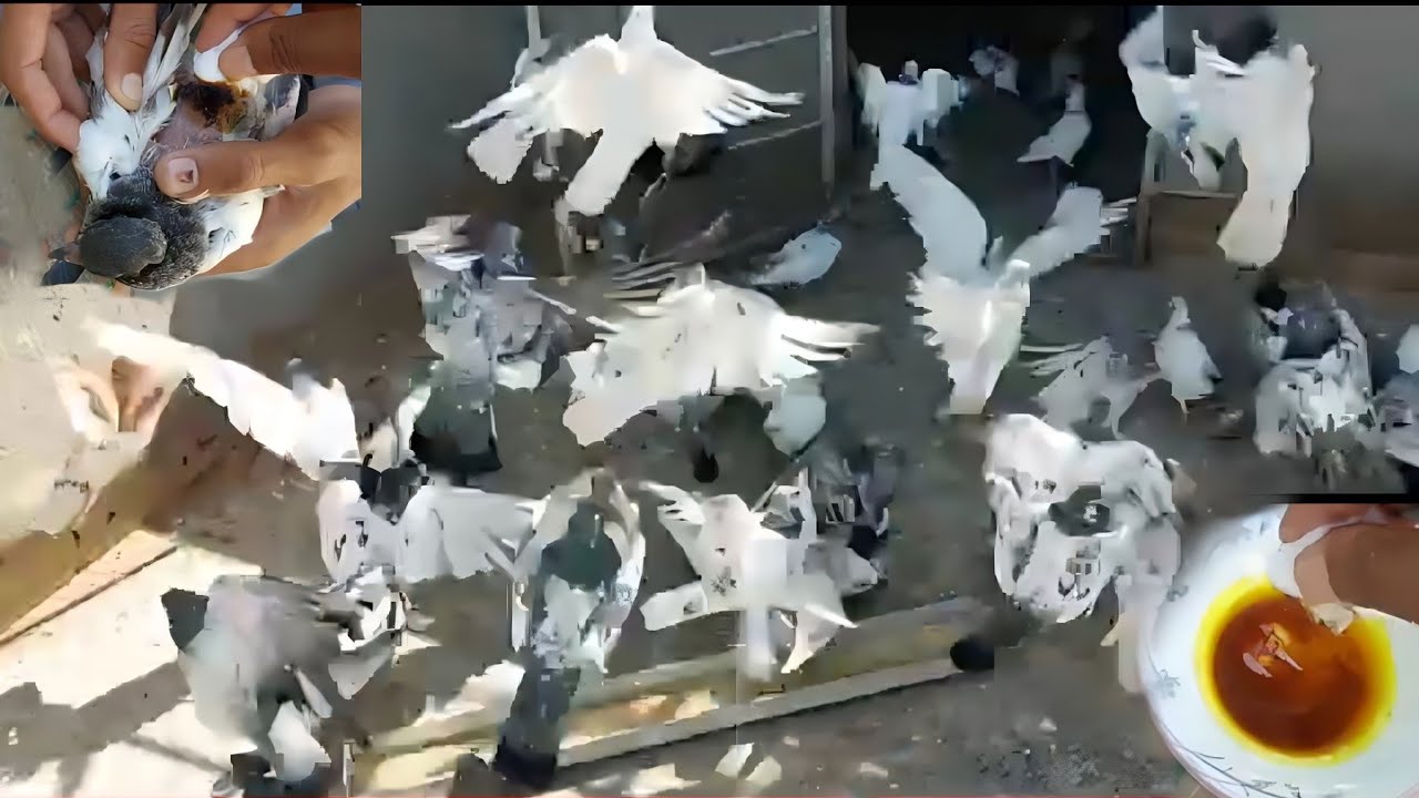 Crow Attacks a baby Pigeon - YouTube