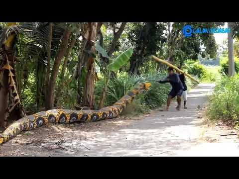 Crazy Python Prank. - YouTube