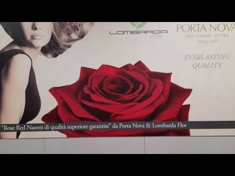 Market of flower | prota Nova Collection of flower, - YouTube