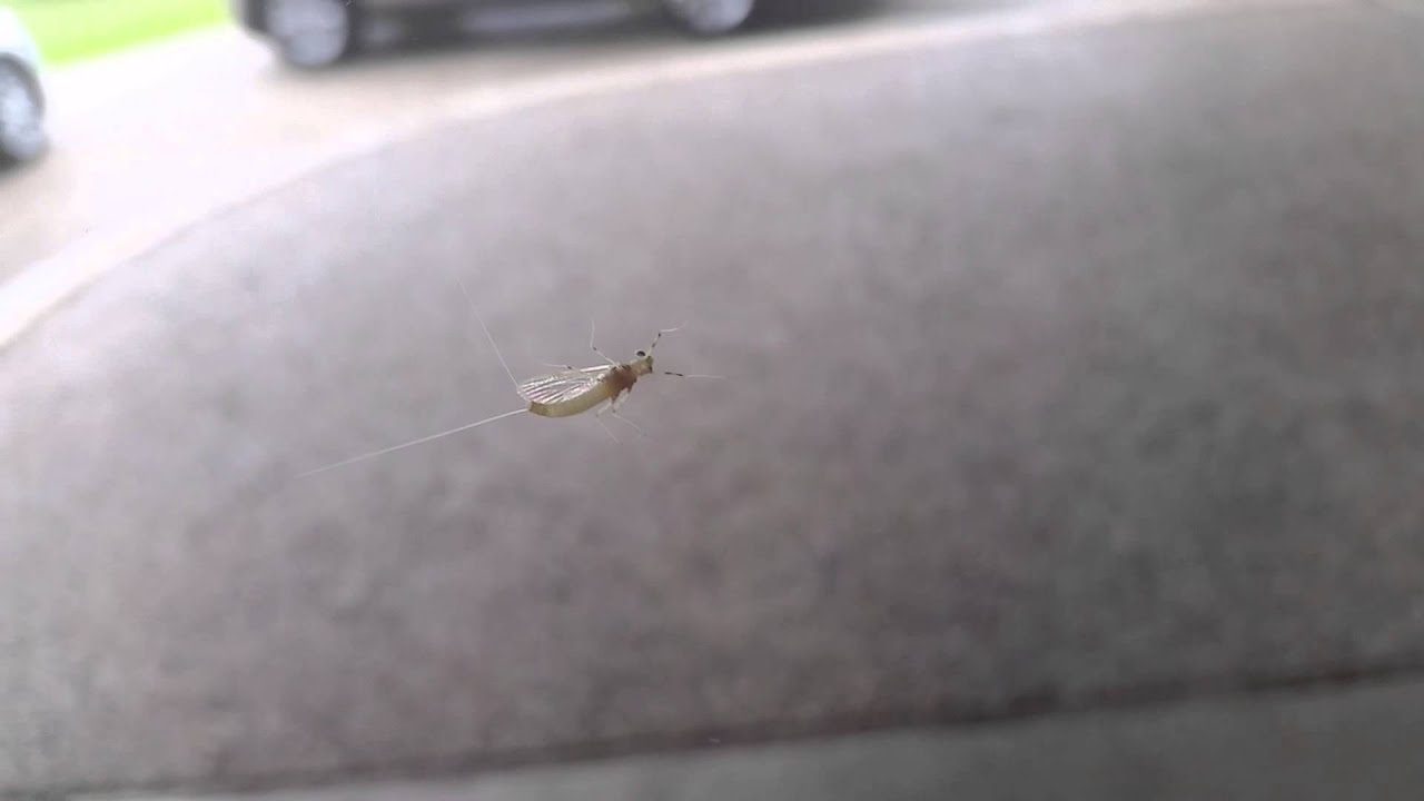 What kind of bug fly thingy is this? - YouTube