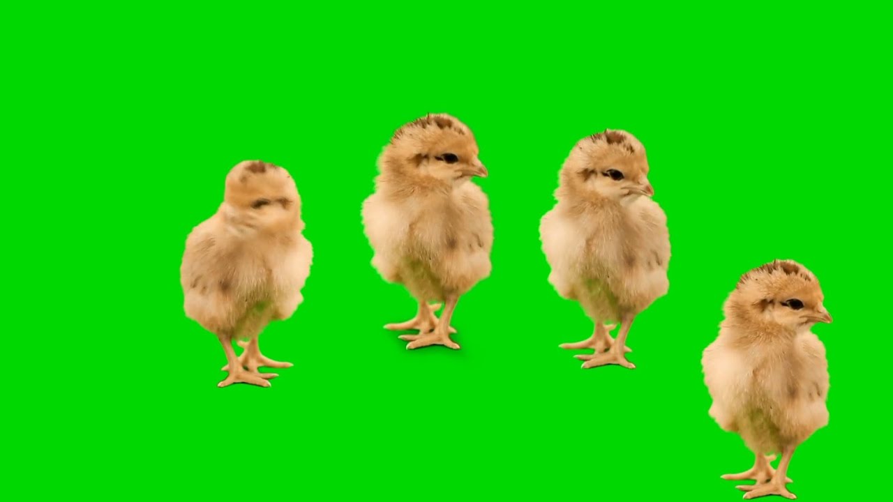 chicken green screen video | hen baby green screen video | green screen ...