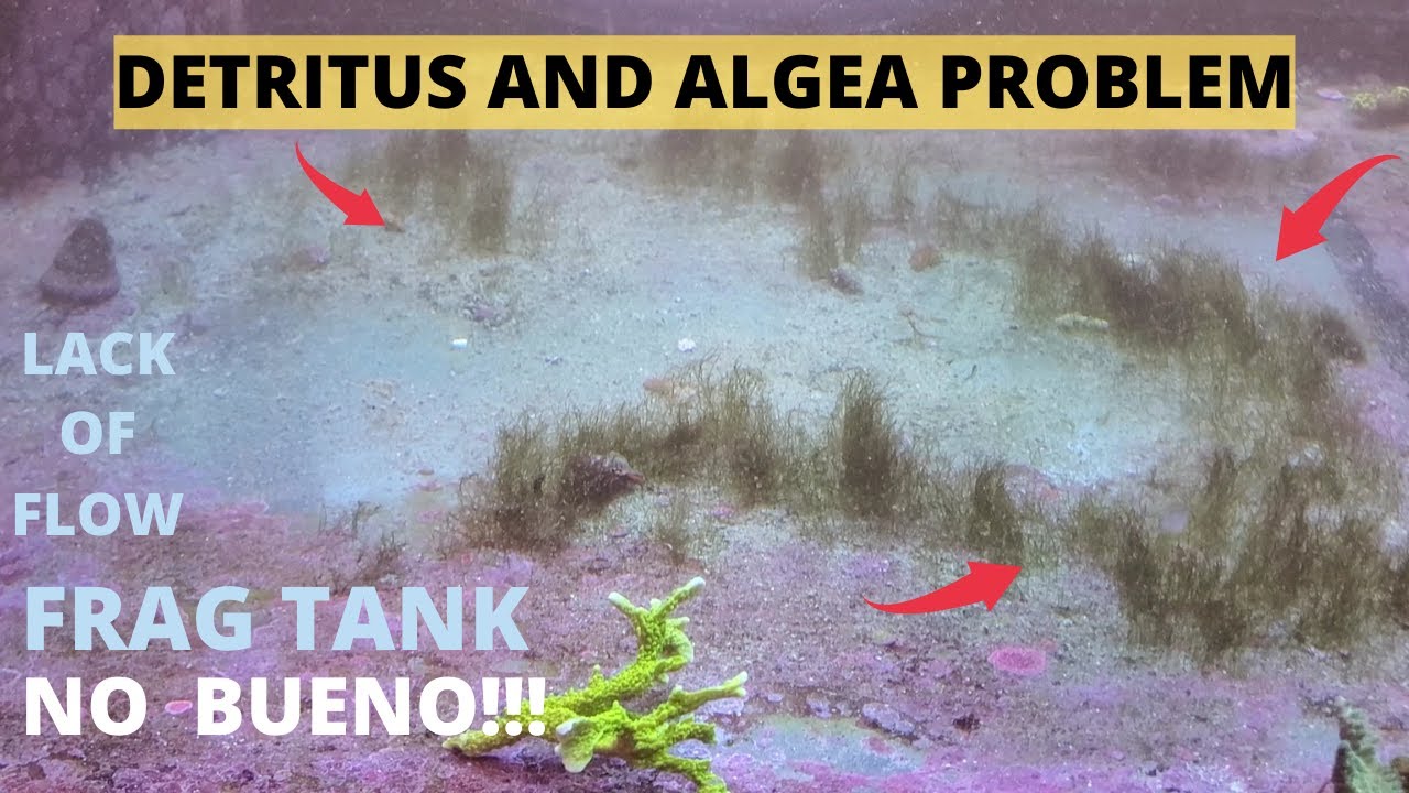 Too Much Detritus/Algae...Wrong Setup👎🏾"Egg Crate"...NO BUENO learn ...