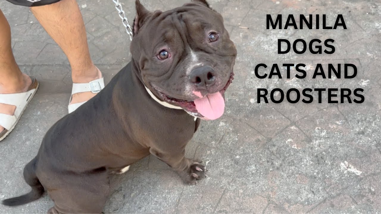 MANILA DOGS,CATS AND ROOSTERS - YouTube