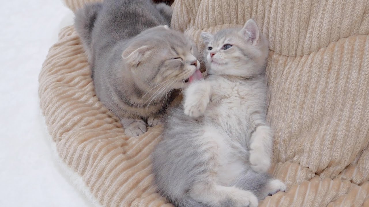 The kitten that goes into full spoiled mode when its owner comes home ...
