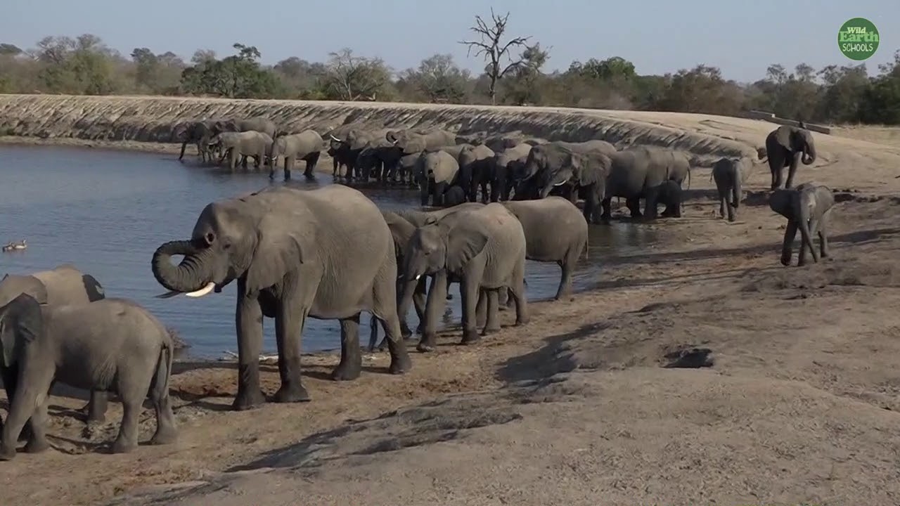 Moment of the Week: Young elephants struggling to control their trunks ...
