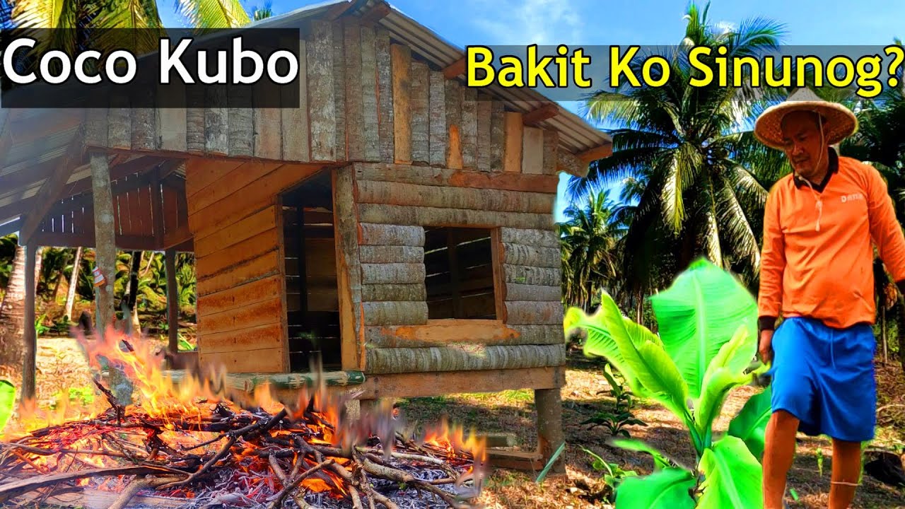 BANANA FARM MANAGEMENT:Pagtatayo ng Kubo at Pagsunog sa mga Saging na ...