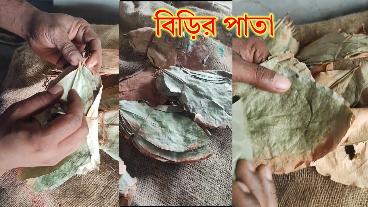 No.1 Biri pata | Bankura birir pata | orissa Biri pata | jharkhand ...