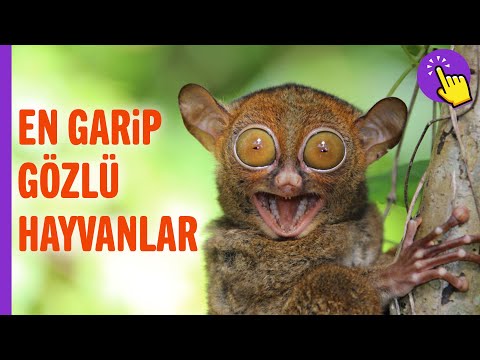 En İlginç Gözlere Sahip 6 Hayvan | Hayvanlar Alemi | Aklında Olsun | Hayvan Videoları