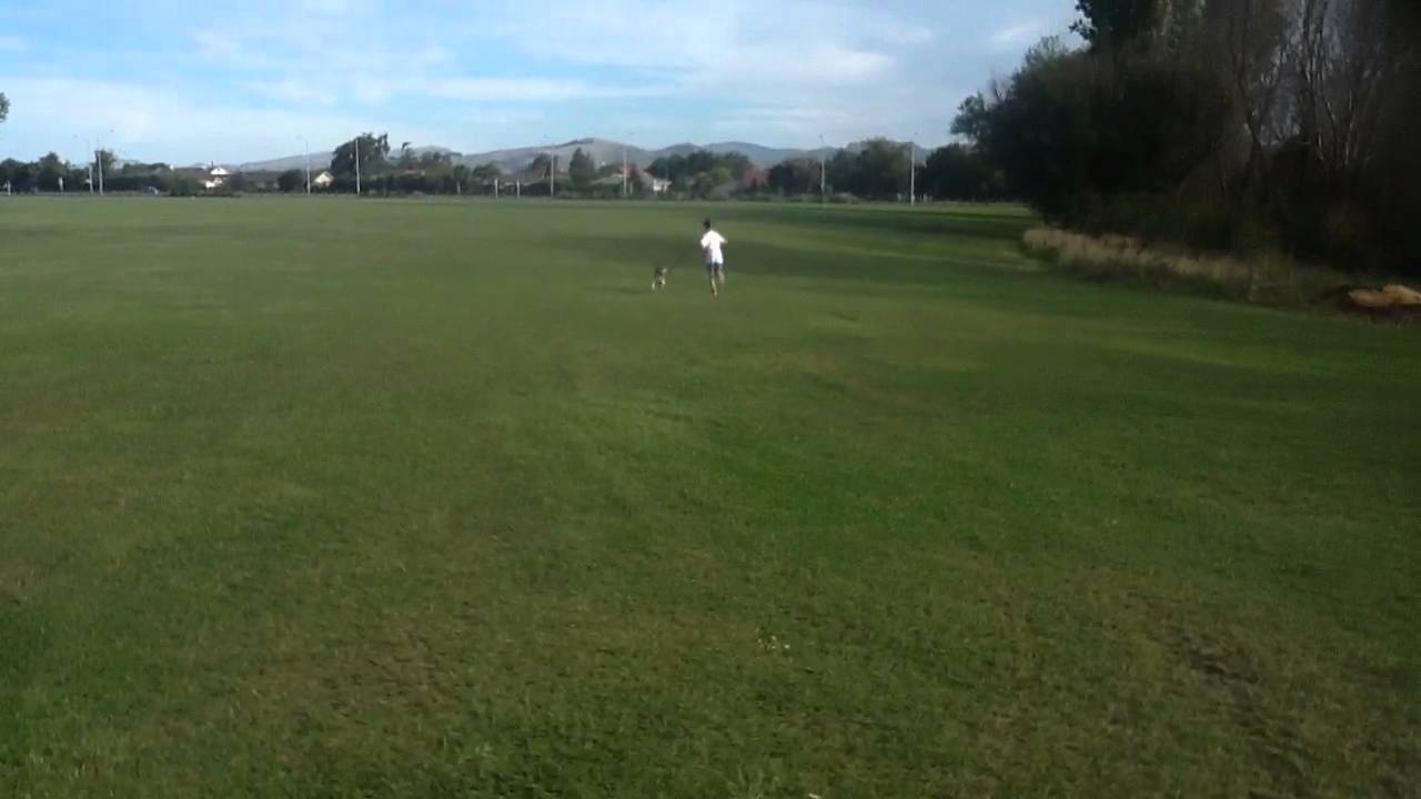 Dog and Brayden - YouTube