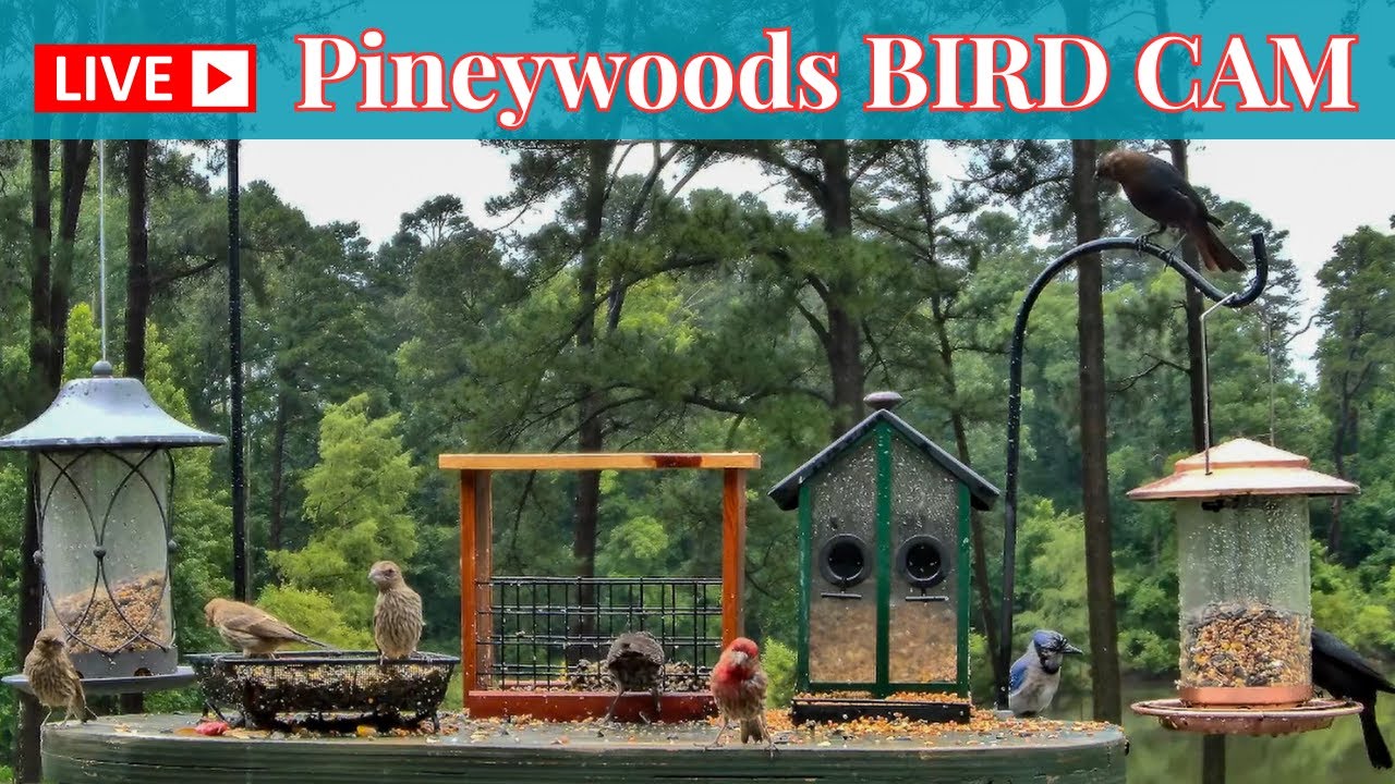LIVE Bird Feeder Cam | Watch Wild Birds! | August 21st, 2025 - YouTube