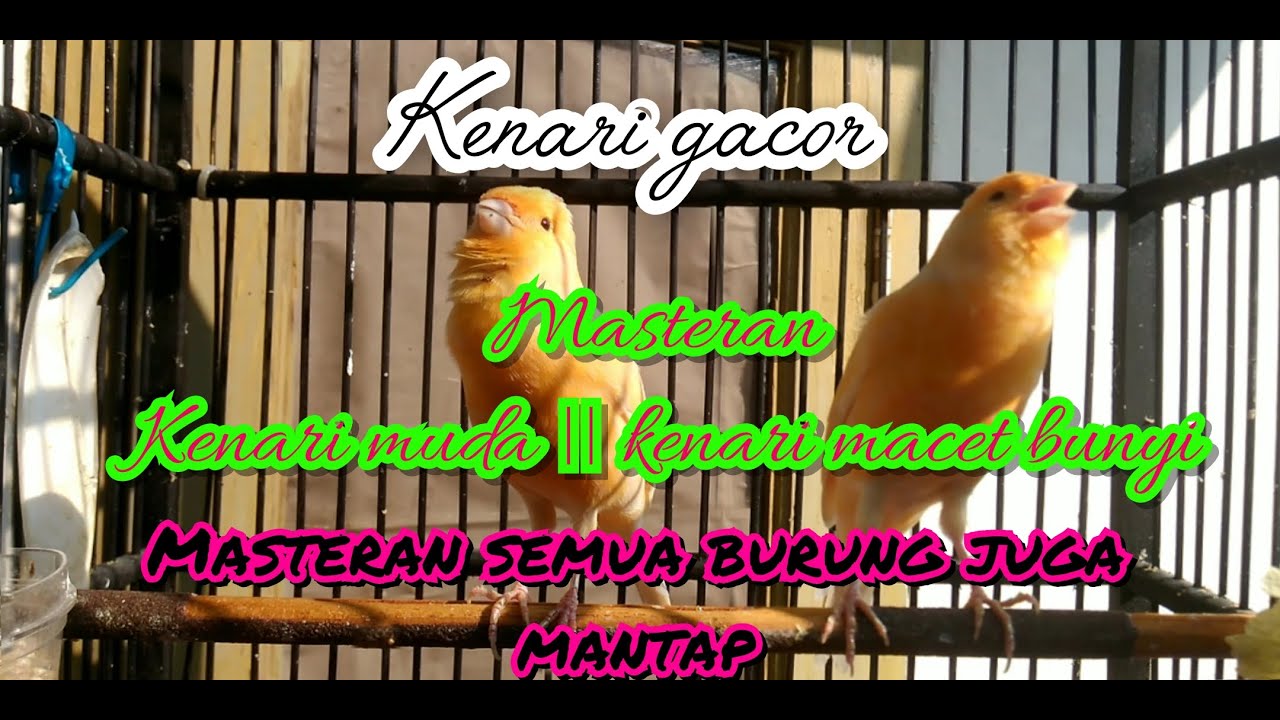 Kenari Gacor || Masteran kenari muda & kenari males bunyi || buat ...