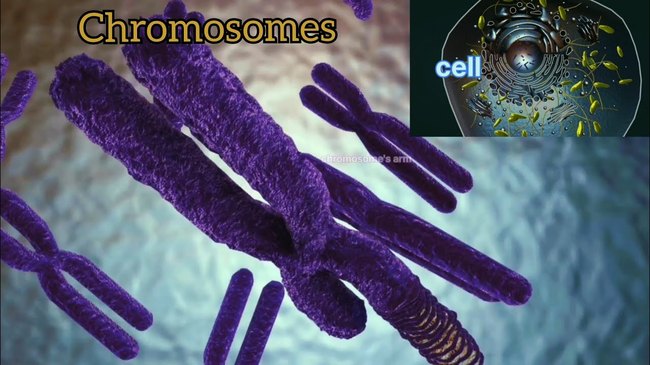 chromosome dna and gene 3d animation #cellbiology #chromosome #dna # ...