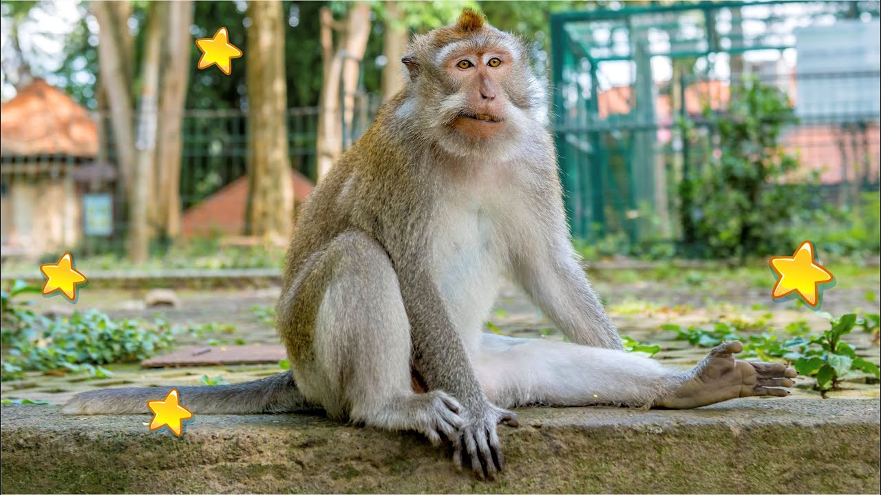 Monyet ~ Monyet Lucu ~ Topeng Monyet ~ Lagu Monyet monyet lucu ketawa ...