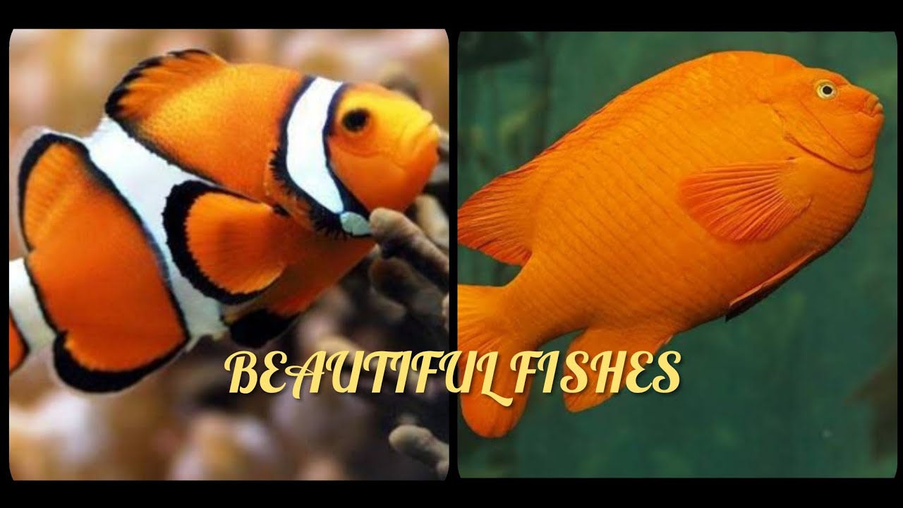 Most Beautiful Fishes//Orange Colour Fishes In The Aqurium//Most Tiny ...