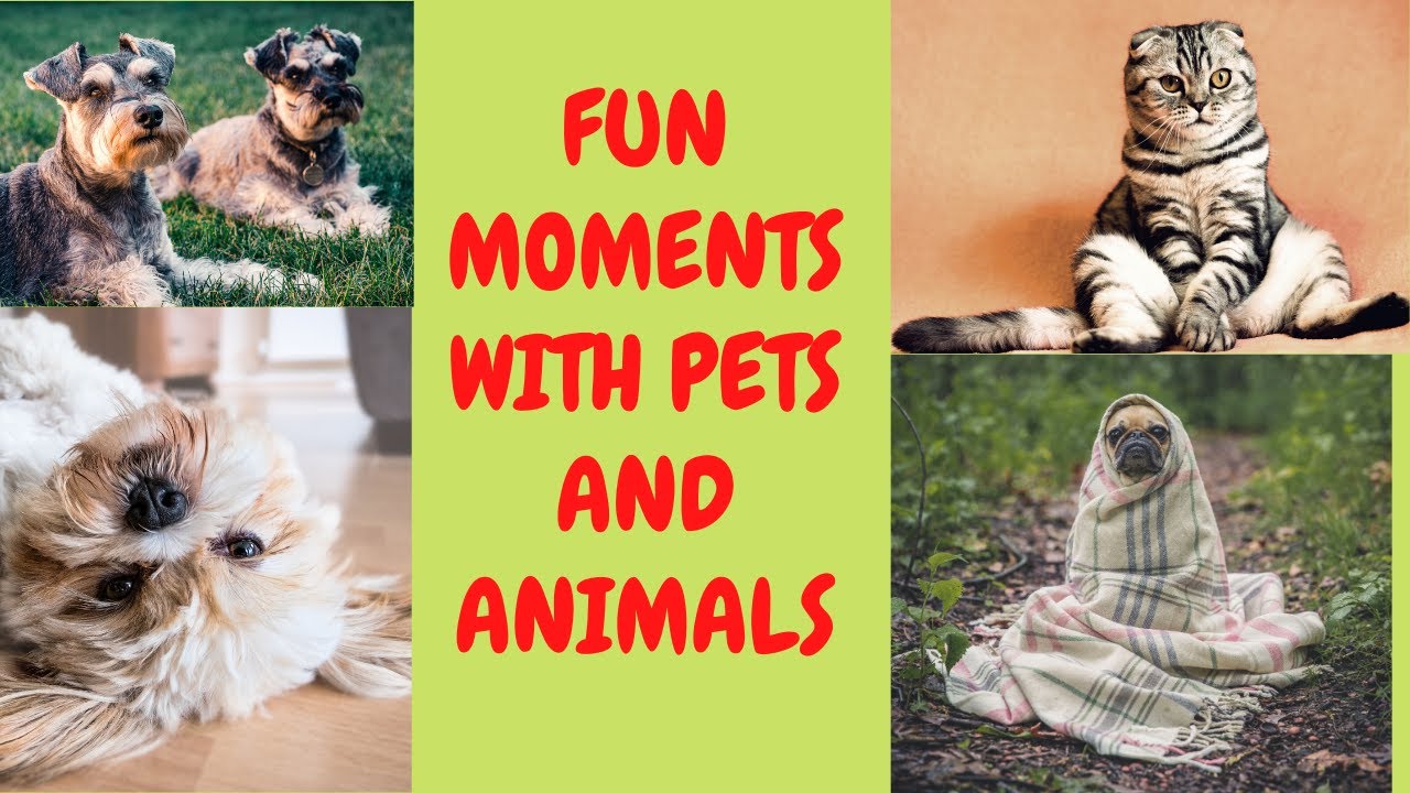 Fun Moments WITH PETS AND ANIMALS - YouTube