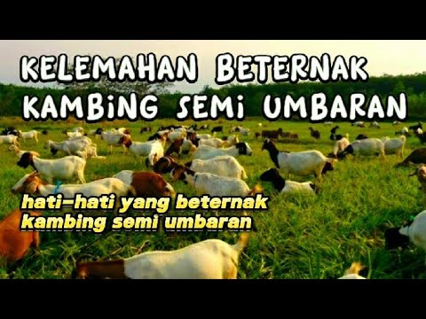 KELEMAHAN BETERNAK KAMBING SEMI UMBARAN🐏🇮🇩