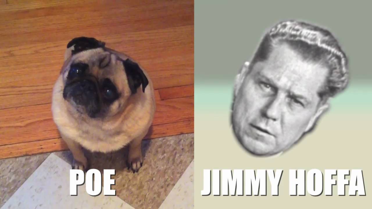 Poe the Pug ... The Reincarnation of Jimmy Hoffa - YouTube