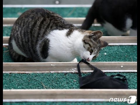서울서 반려묘 코로나 확진…“구토와 활동 저하 증상”