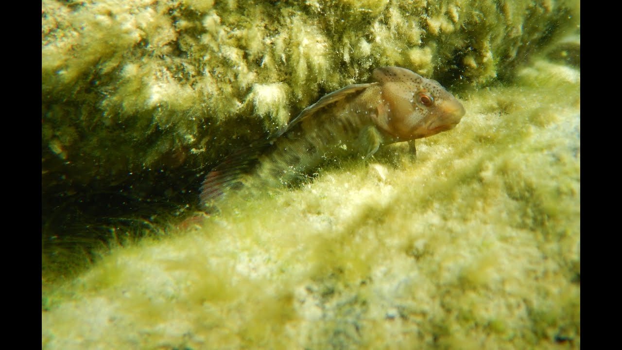 Salaria fluviatilis in Lake Garda - YouTube