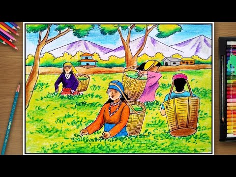How To Draw A Scenery Of Tea Garden Step By Step | Tea Garden Drawing ...