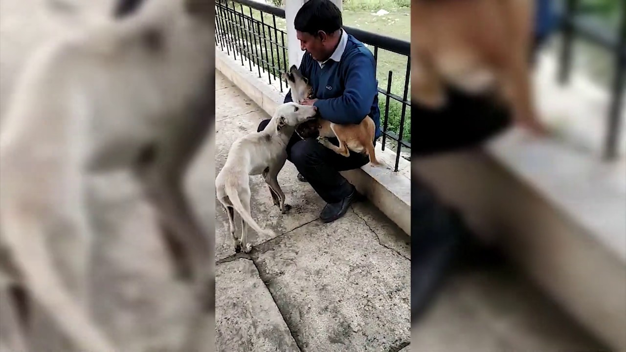 Dogs Kidnapped are rescued, Reaction on meeting known people | Dog ...