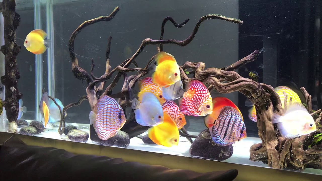 Discus strains - Best colour strains - YouTube