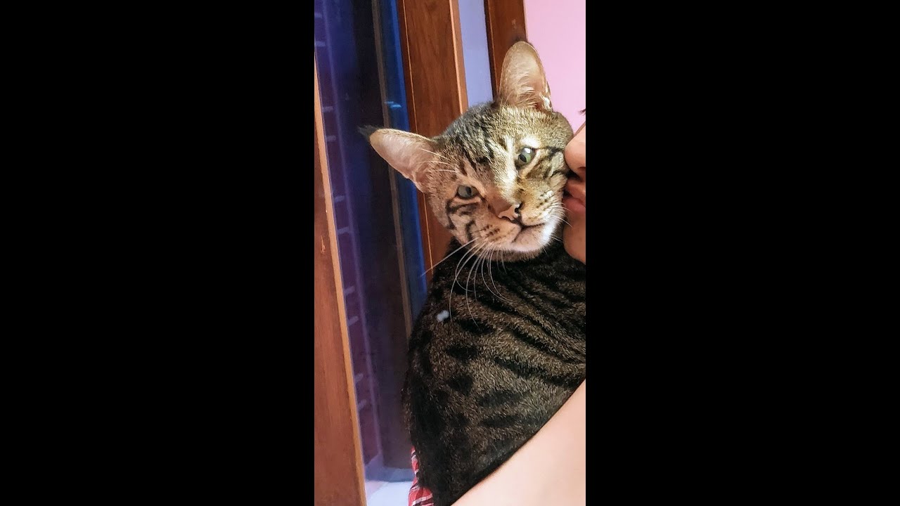 MUST WATCY FUNNY CAT VIDEO COMPILATION |Cute Funny Cats - The Best ...