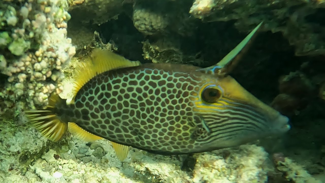 Shy Honeycomb filefish (Cantherhines pardalis) honeycomb leatherjacket ...