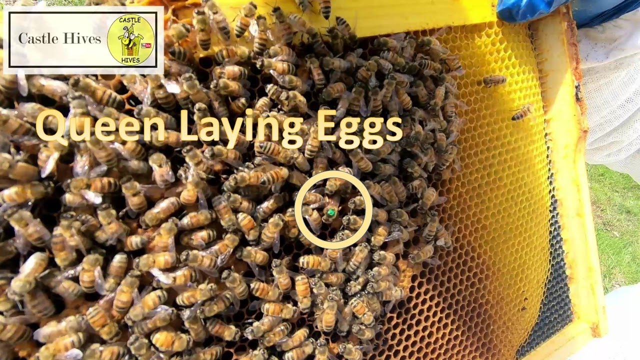 Watch a Queen Bee Lay an Egg - May 16th - YouTube