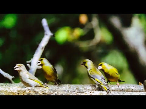 European Greenfinch, thick conical beak, migrate in herds at forest ...