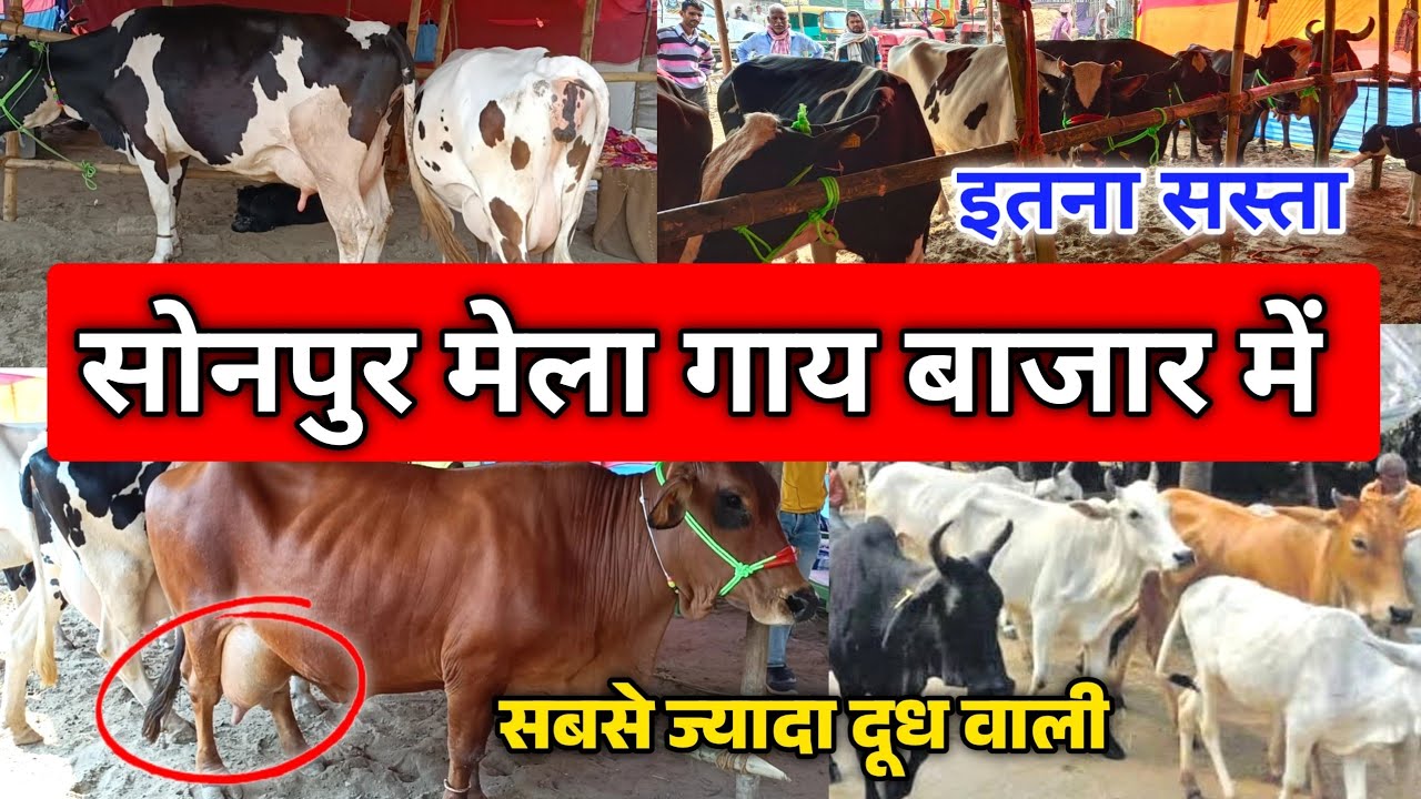 Pashu Mela Sonpur 2022 | गाय बाजार मेला सोनपुर | Sonpur cow mela 2022 ...