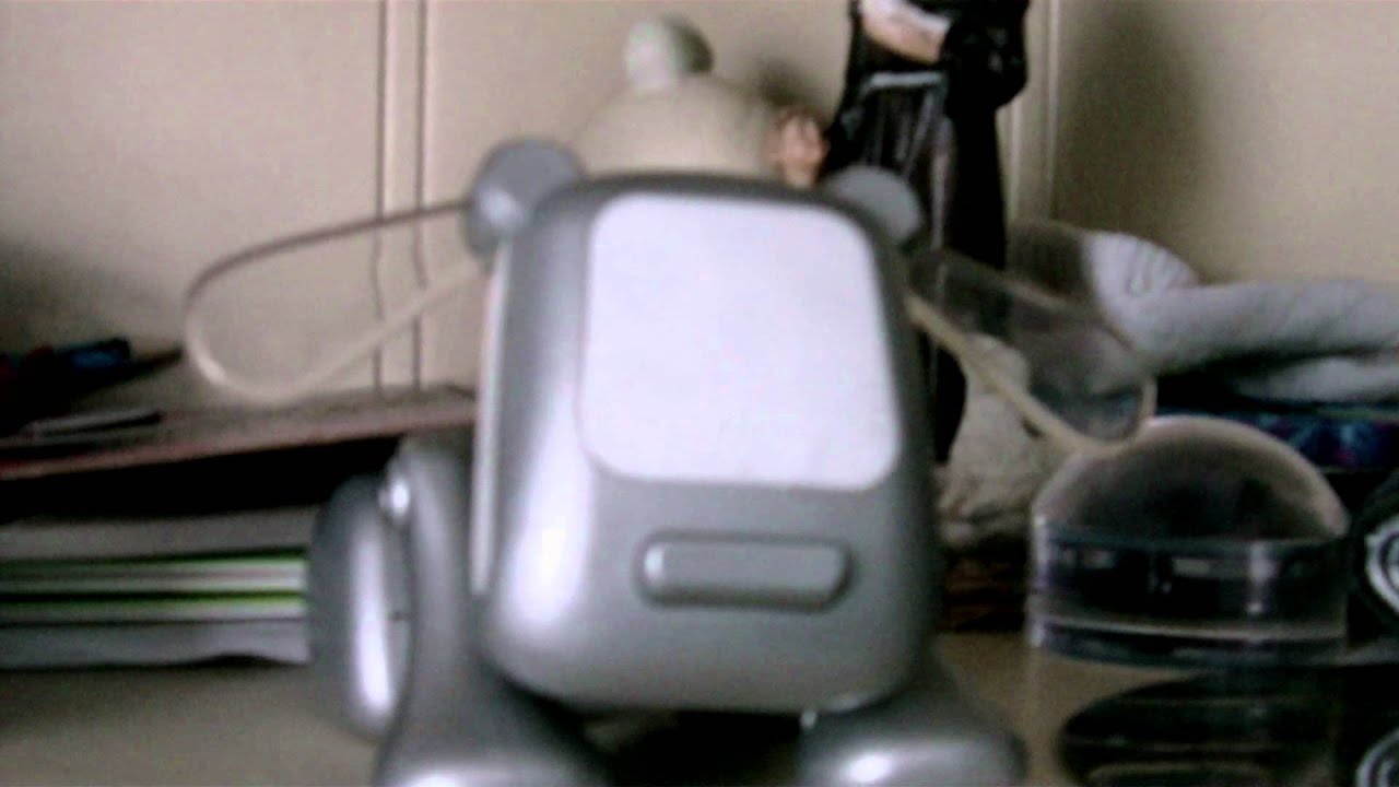 idog pup newborn - YouTube