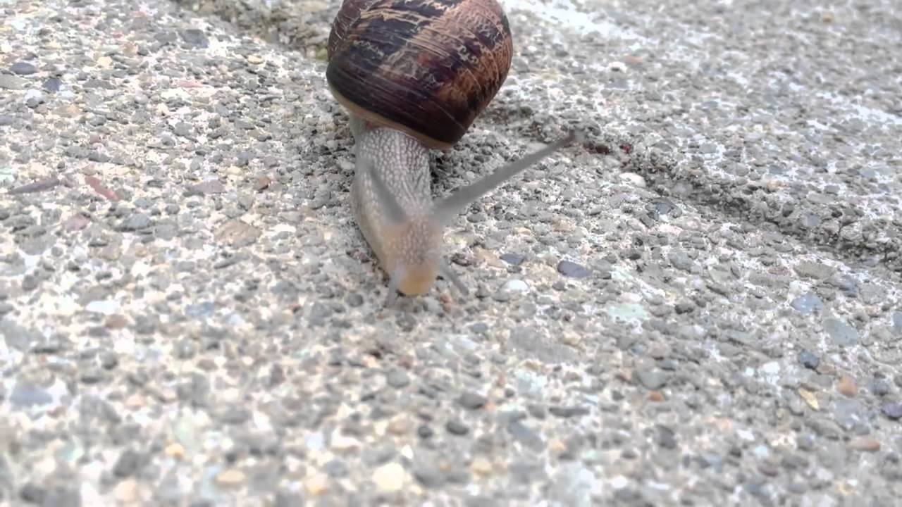 morning Snail - YouTube